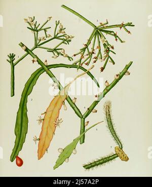 1, Rhipsalis heteroclada, 2. Disocactus biformis, 3. Rhipsalis ...