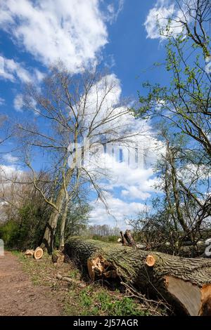 A large trunk of a fallen tree is cut into the stumps Stock Photo - Alamy