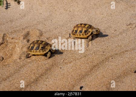 Kleinmann's Tortoise Testudo kleinmanni Stock Photo - Alamy