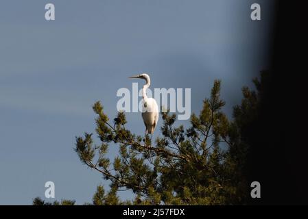 A white heron sits on a tree on the bank of the river Sava in Belgrade ...
