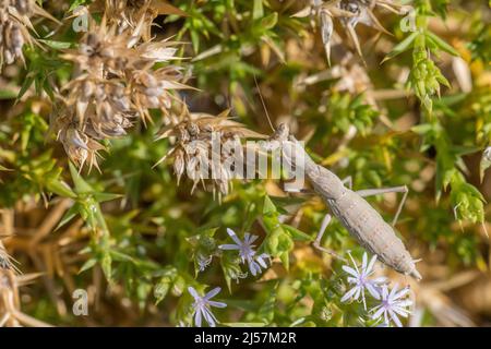 Dwarf Mantis or Grey Mantis (Ameles decolor), female Stock Photo - Alamy