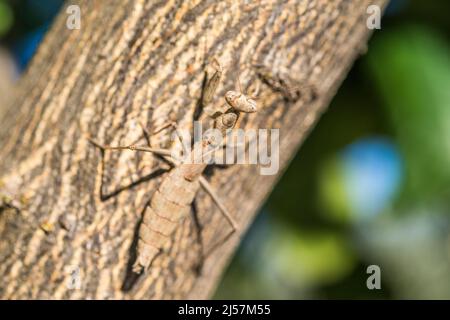 Dwarf Mantis or Grey Mantis (Ameles decolor), female Stock Photo - Alamy