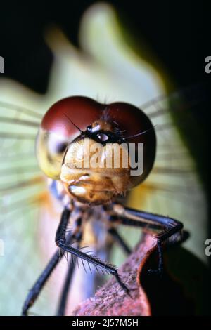 Capsule of head and faceted or compound eyes (ommatidium) of dragonfly ...