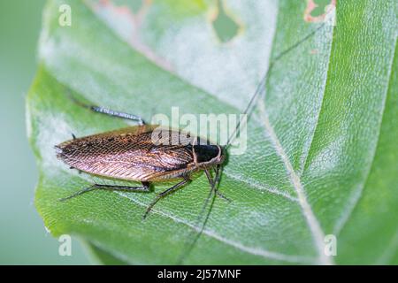 Ectobius sylvestris, known generally as the forest cockroach or lesser ...