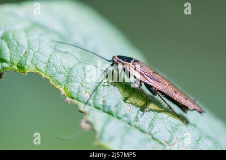Lesser forest cockroach (Ectobius sylvestris Stock Photo - Alamy