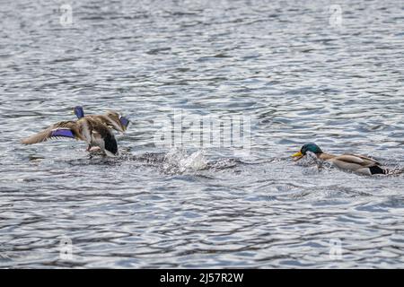 Competition and territorial fight of ducks drake in a lake with ...
