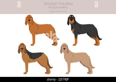 Segugio Italiano rough haired clipart. Different poses, coat colors set ...