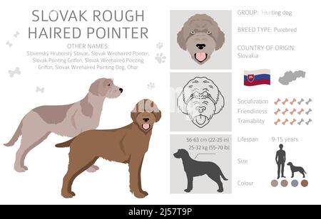 Slovak rough haired pointer coat colors, different poses clipart ...