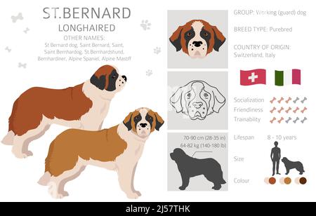 St Bernard longhaired coat colors, different poses clipart. Vector ...