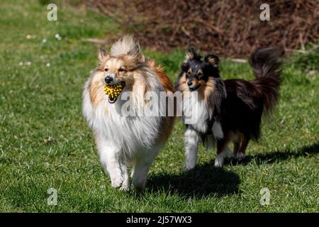 Dog friendship. Two shelties are running and playing with each other ...