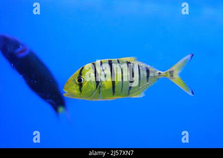Aquarium Fish Golden Jack Golden Trevally Stock Photo - Alamy