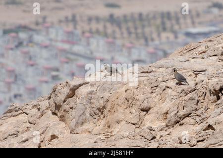 An Arabian Partridge head (Alectoris melanocephala) on a cliff in the ...