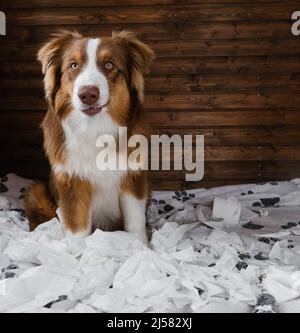 Dog is alone at home entertaining himself by eating toilet paper ...