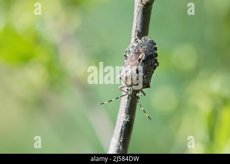 Graue Gartenwanze (Rhaphigaster nebulosa), krabbelt auf Stengel ...