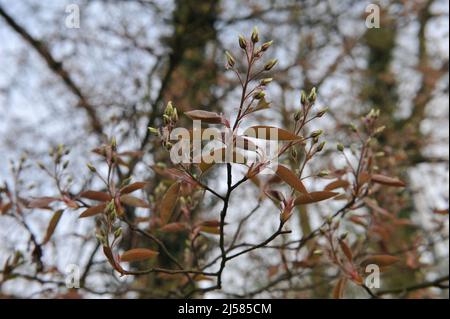 Juneberry (Amelanchier lamarckii) blooms in a garden in April Stock ...