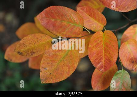 Orange autumn coloration of Juneberry (Amelanchier lamarckii) foliage ...