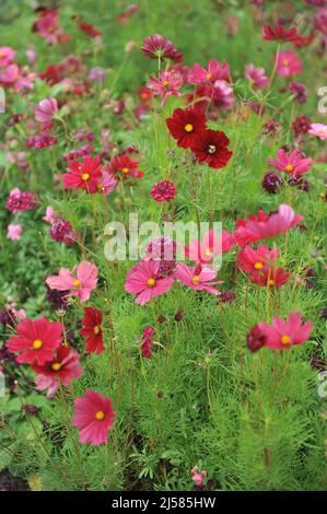 Pink and Red Cosmos flower field in the morning sunrise.Soft focus and ...
