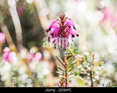 Heidekraut Erika (Erica), Hinterlobming, Steiermark, Oesterreich Stock ...