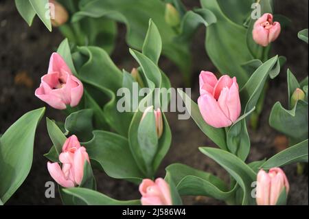 Pink Triumph tulips (Tulipa) Fairline bloom in a garden in March Stock ...