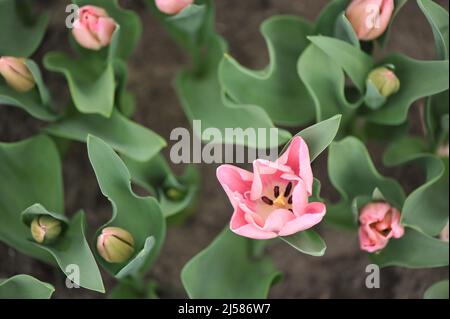 Pink Triumph tulips (Tulipa) Fairline bloom in a garden in March Stock ...