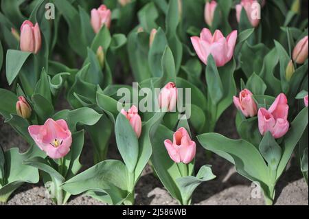 Pink Triumph tulips (Tulipa) Fairline bloom in a garden in March Stock ...