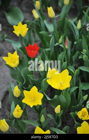 Yellow Triumph tulips (Tulipa) Friendship 1998 bloom in a garden in ...