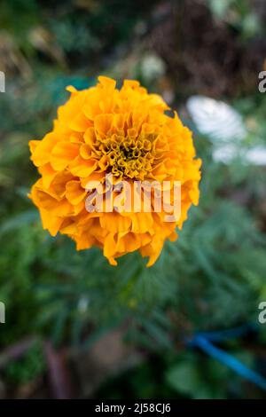 A closeup shot of Pot Marigold flowers blooming in a garden Stock Photo ...