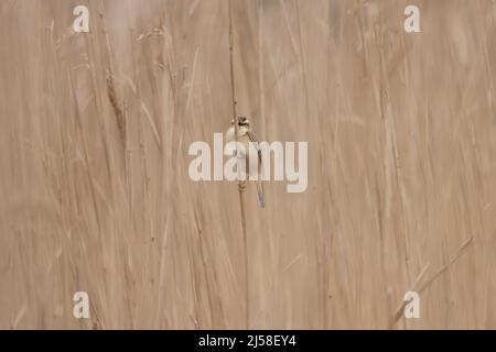 Sedge Warbler (Acrocephalus schoenobaenus) Thorpe Marsh Norwich UK GB ...