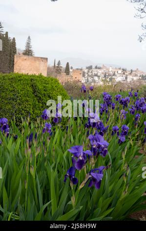 Big purple lilac iris flowers in blossom, springtime in Granada ...