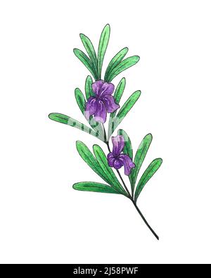 Isolated watercolor sketch of a flower Vector Stock Vector Image & Art ...