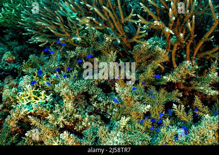 Springer damsel fishes, Chrysiptera springeri, sheltering around ...