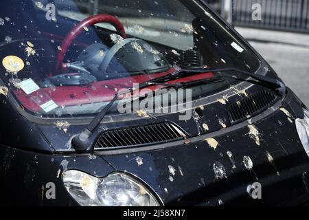 Pigeon droppings on a car - Paris - France Stock Photo - Alamy