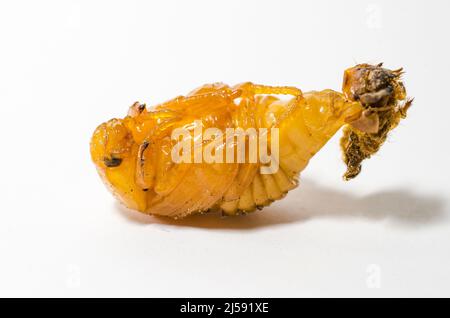 Common cockchafer, Melolontha melolontha, nymph Stock Photo - Alamy