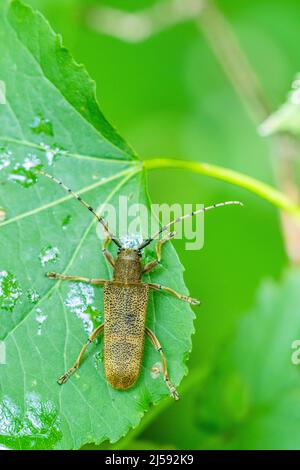 poplar borer, Saperda carcharias is a species of longhorn beetle Stock ...