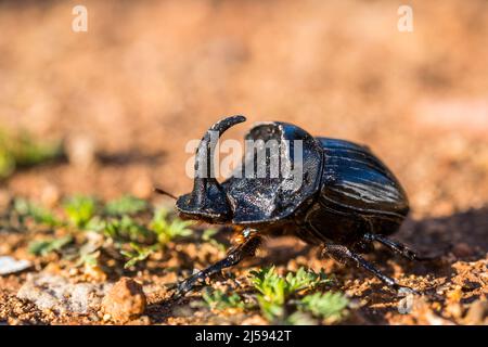 Spanish Dung Beetle (Copris hispanus), male Stock Photo - Alamy
