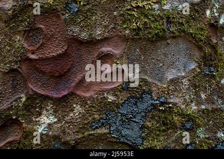 Closeup of bark from an ancient Kauri tree in Waipuoa Forest, New ...