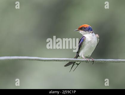 Wire Tail Swallow front look in a style Stock Photo - Alamy