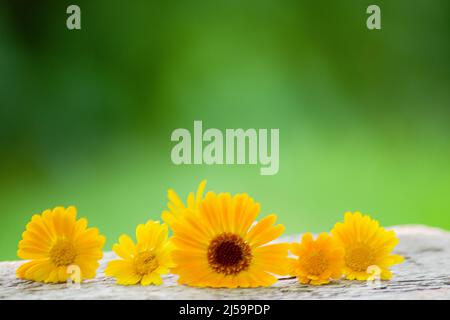Beautiful Pot marigold. Close up of Colorful Pot Marigold flower.Yellow ...