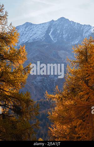 The woods and nature of Engadine: one of the most beautiful and famous ...