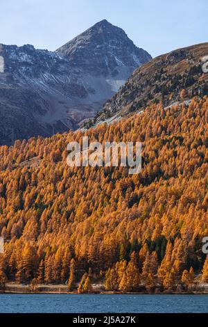 The woods and nature of Engadine: one of the most beautiful and famous ...