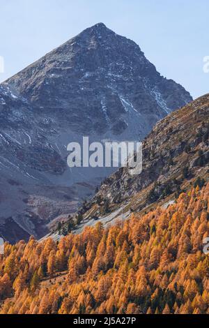 The woods and nature of Engadine: one of the most beautiful and famous ...