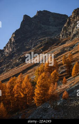 The woods and nature of Engadine: one of the most beautiful and famous ...