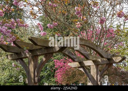 Church Square WWII Remembrance Garden in spring time with pink blossom ...