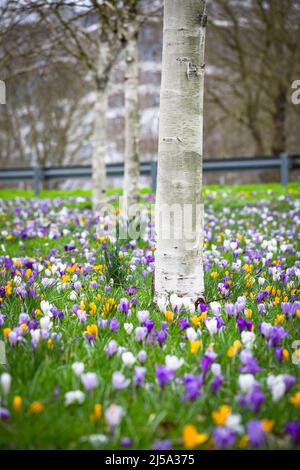 Crocus flowering in Eastrop Park, Basingstoke, UK in spring Stock Photo ...