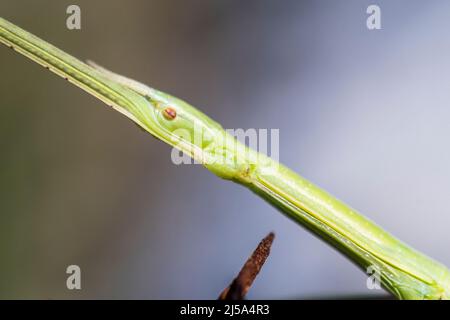 European stick insect (Bacillus rossius) also called the European stick ...