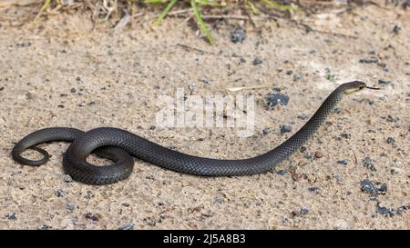 Swamp Snake (Hemiaspis signata) flickering tongue Stock Photo - Alamy