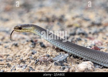 Swamp Snake (Hemiaspis signata) flickering tongue Stock Photo - Alamy