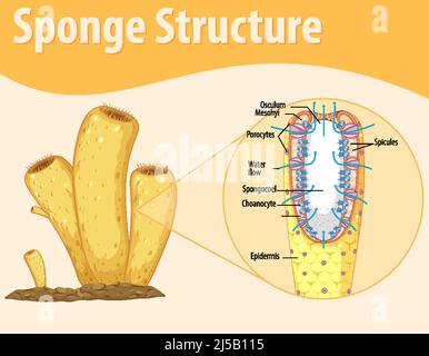 Diagram showing structure of sponge illustration Stock Vector Image ...