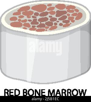 Red bone marrow on white background illustration Stock Vector Image ...