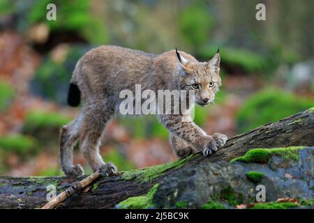 Eurasian lynx walking. Wild cat from Germany. Bobcat among the trees ...